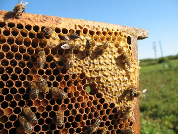 Beehive Bear Protection | Powerfields